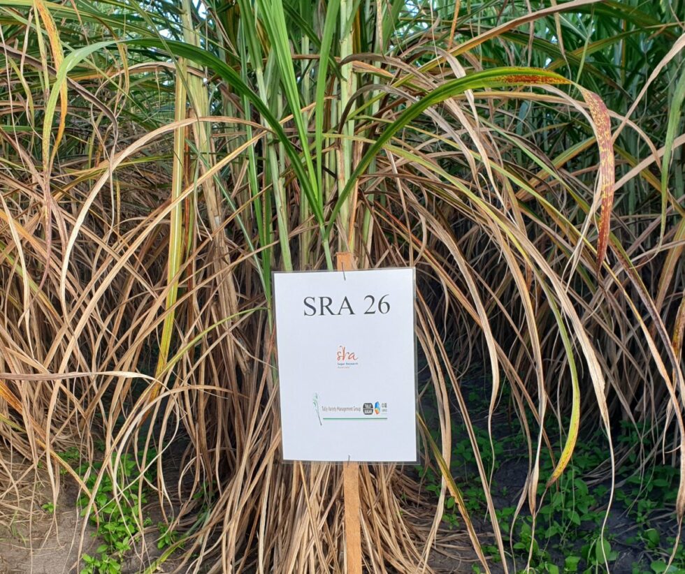 Exciting Times | Tully Sugar